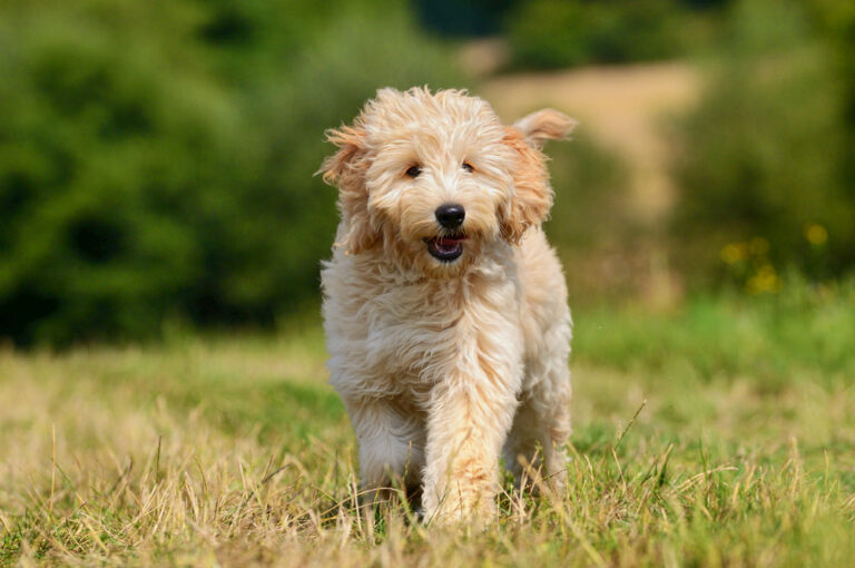 Poodle Dog Personality Traits & Facts | Great Pet Care