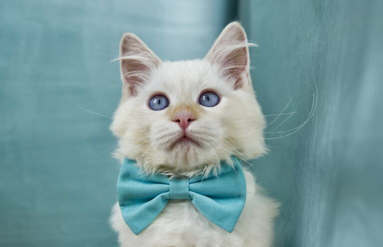 153 Disney Cat Names for Your Fairytale Feline | Great Pet Care