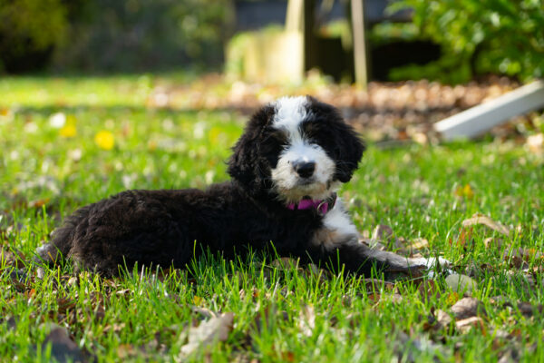 Bernedoodle Dog Personality Traits & Facts | Great Pet Care