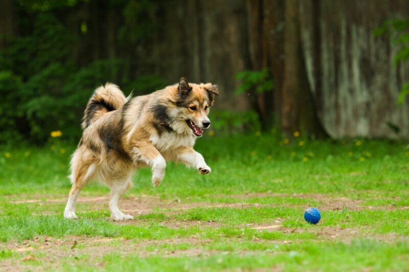 Dog Constipation: Causes and How to Help | Great Pet Care