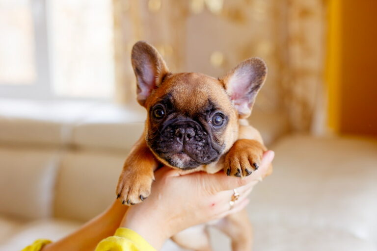 French Bulldog Personality Traits & Facts | Great Pet Care