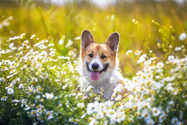 Chamomile for Dogs: Benefits and Uses | Great Pet Care