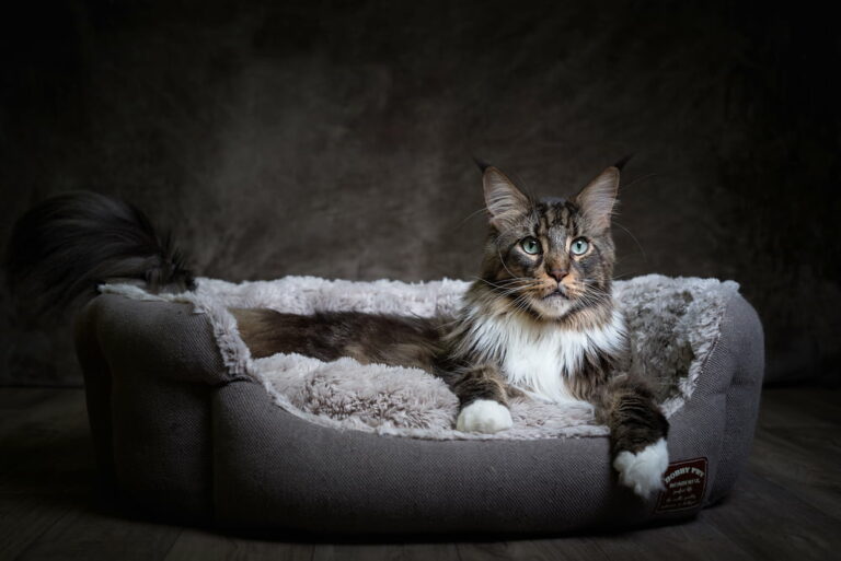 Maine Coon Cat Personality Traits & Facts | Great Pet Care