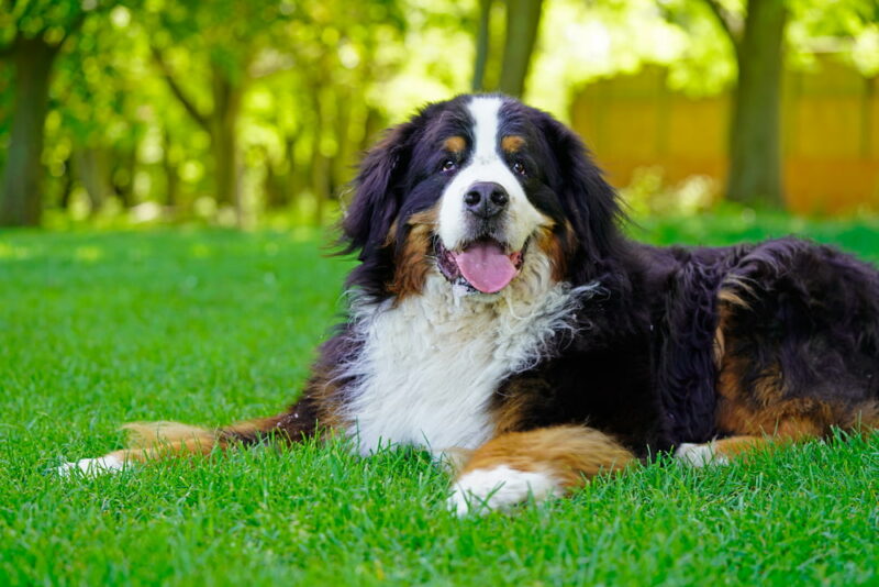 Bernese Mountain Dog Traits & Facts | Great Pet Care