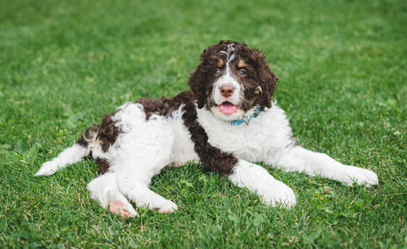 Bernedoodle Dog Personality Traits & Facts | Great Pet Care