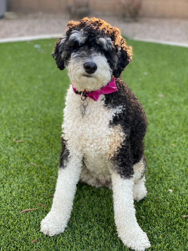 Bernedoodle Dog Personality Traits & Facts | Great Pet Care