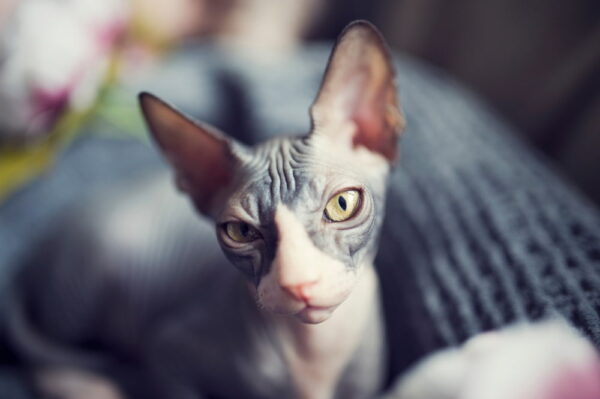 Sphynx Cat | Great Pet Care