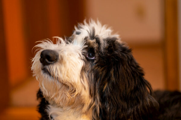 Bernedoodle Dog Personality Traits & Facts | Great Pet Care