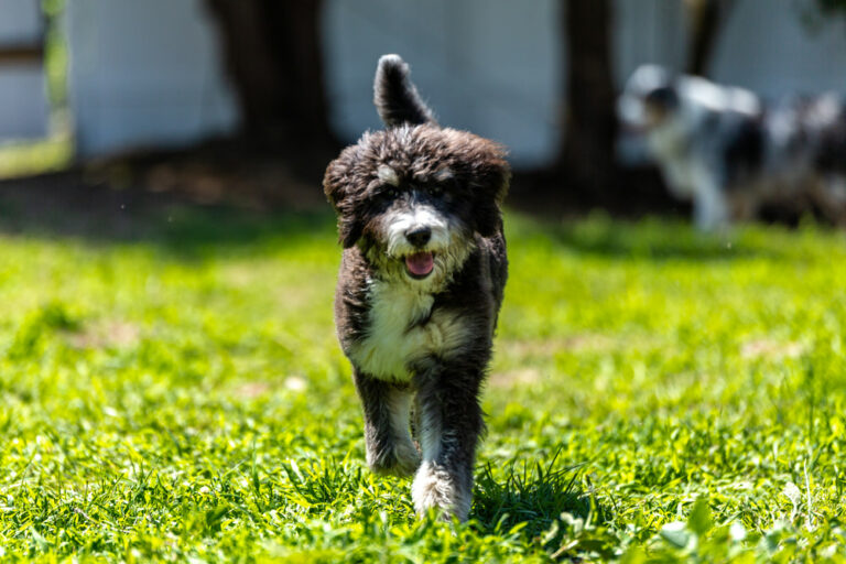 Bernedoodle Dog Personality Traits & Facts | Great Pet Care
