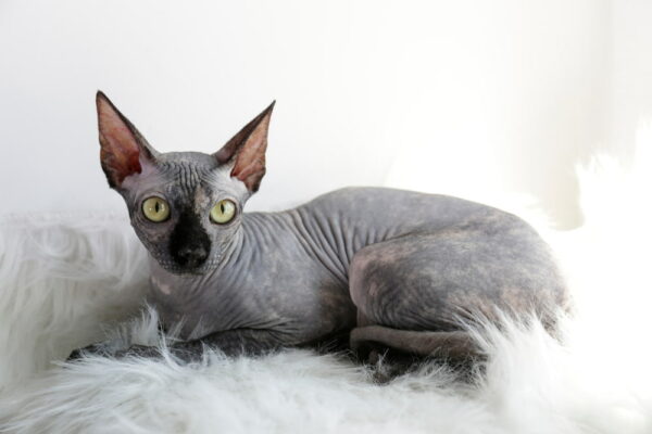 Sphynx Cat Personality Traits & Facts | Great Pet Care