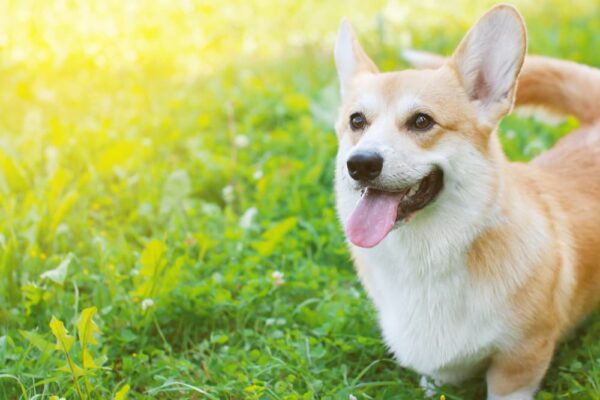 Dog Tail Facts: Everything You Need to Know | Great Pet Care