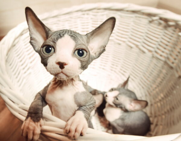 Sphynx Cat Personality Traits & Facts | Great Pet Care