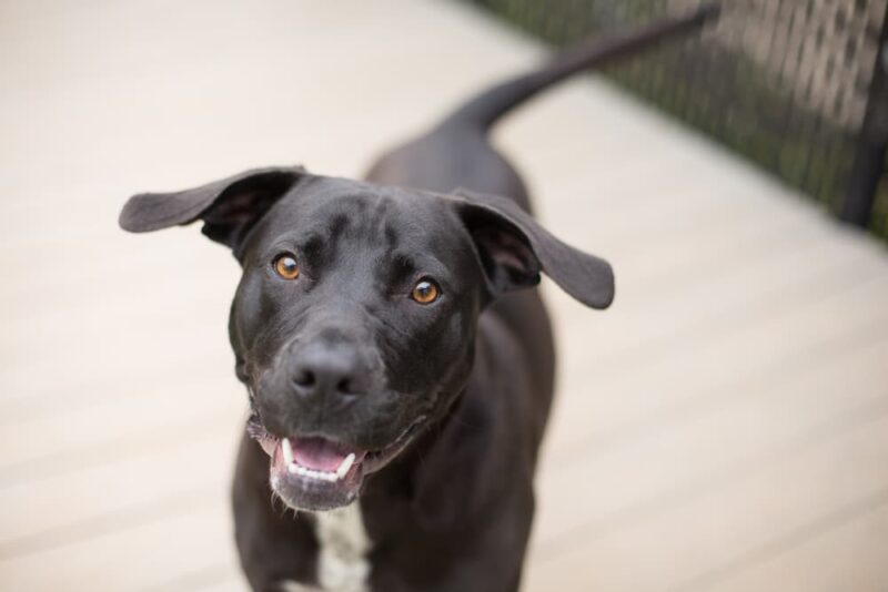 Dog Tail Facts: Everything You Need to Know | Great Pet Care