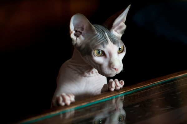 Sphynx Cat Personality Traits & Facts | Great Pet Care