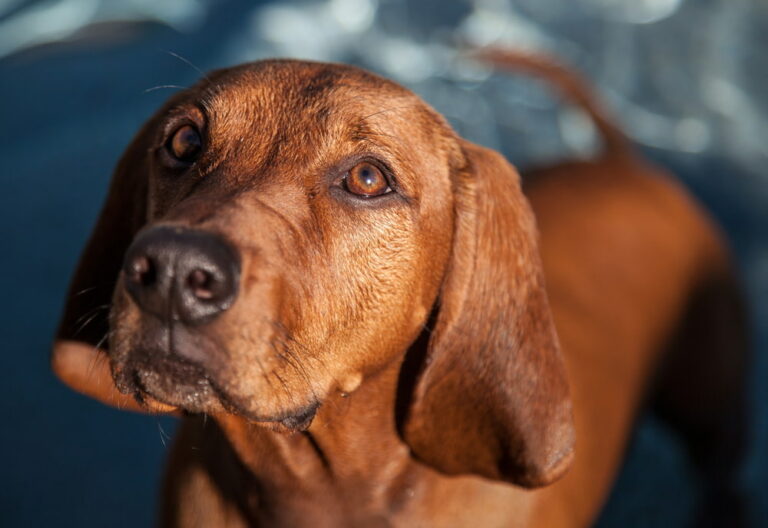 204 Red Dog Names Perfect for Ginger Pups | Great Pet Care