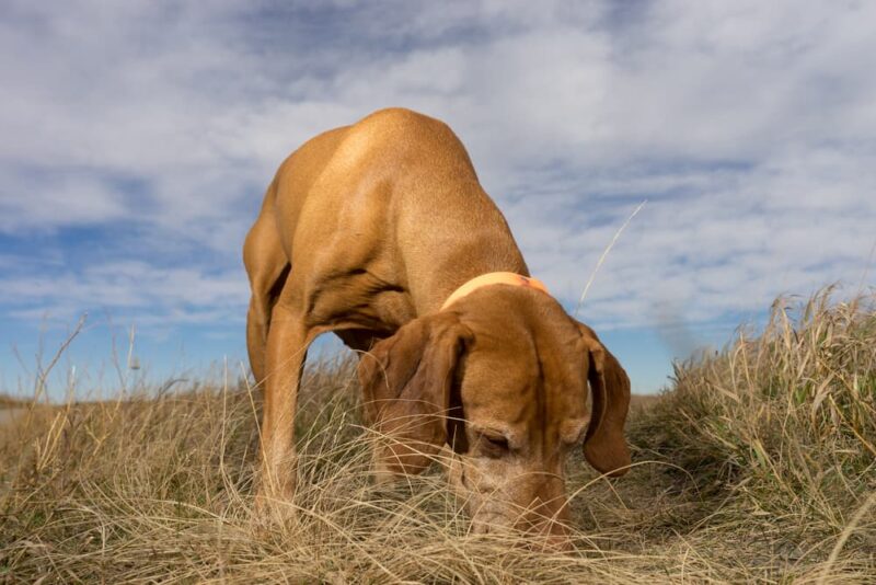 Why Do Dogs Eat Poop? | Great Pet Care