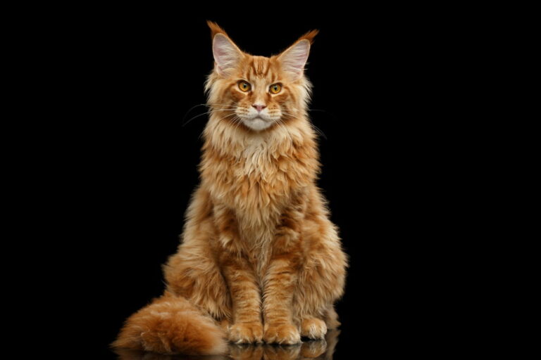 Maine Coon Cat Personality Traits & Facts | Great Pet Care