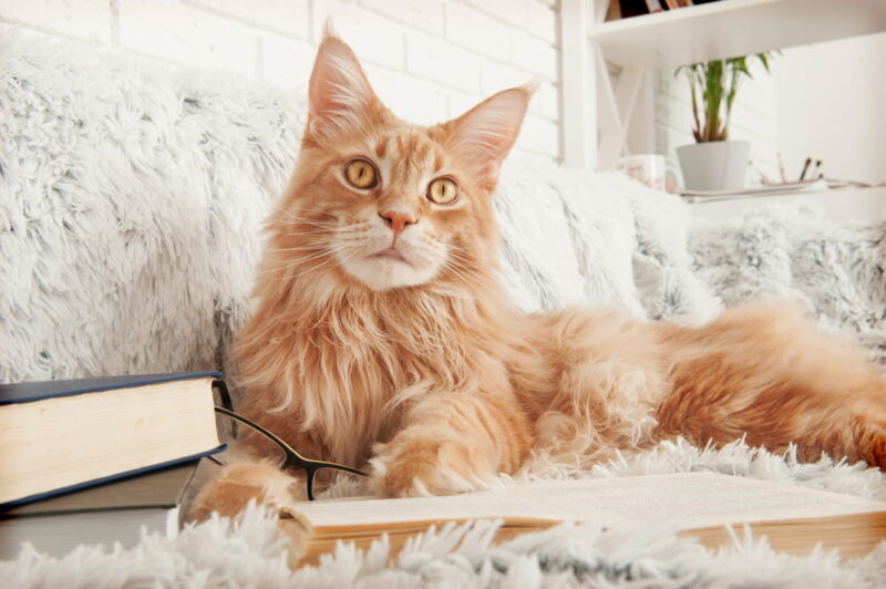 Maine Coon Cat Personality Traits & Facts | Great Pet Care