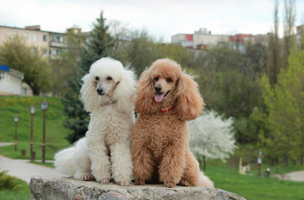 Poodle Dog Personality Traits & Facts | Great Pet Care