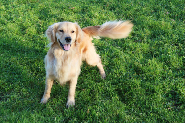 Dog Tail Facts: Everything You Need to Know | Great Pet Care