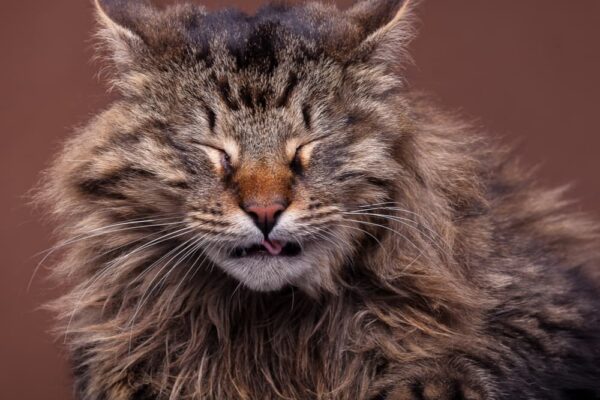 Coughing Cat: Common Causes and How to Help | Great Pet Care