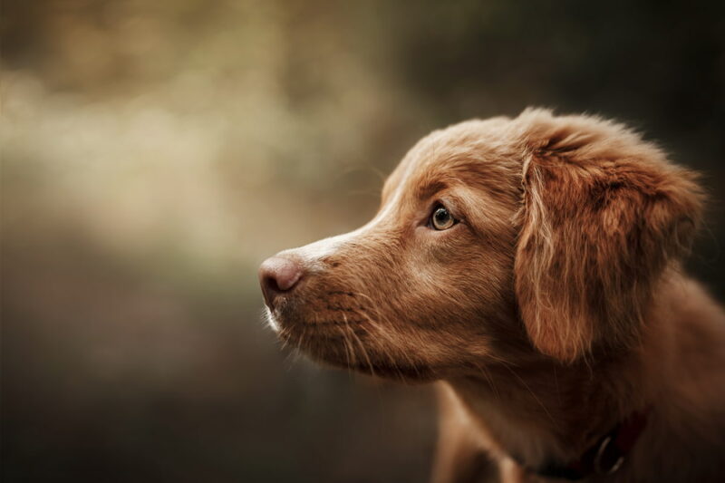 204 Red Dog Names Perfect for Ginger Pups | Great Pet Care