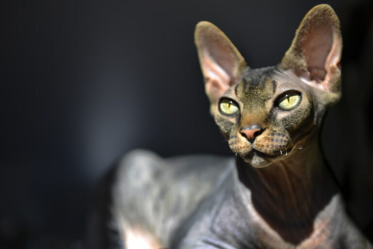 Sphynx Cat Personality Traits & Facts | Great Pet Care