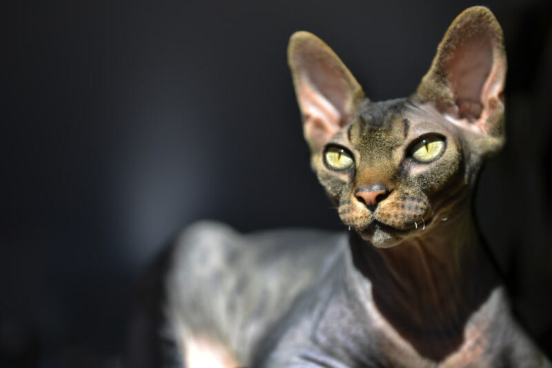 Sphynx Cat Personality Traits & Facts | Great Pet Care