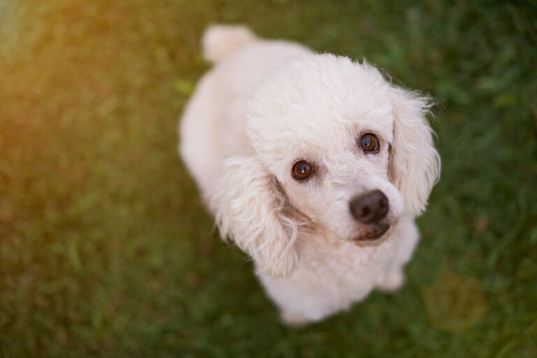 Poodle Dog Personality Traits & Facts | Great Pet Care