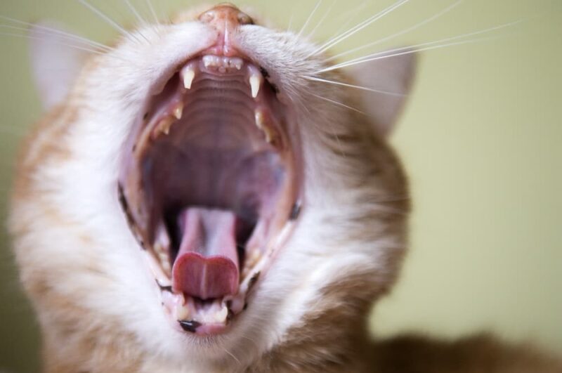 Coughing Cat: Common Causes and How to Help | Great Pet Care