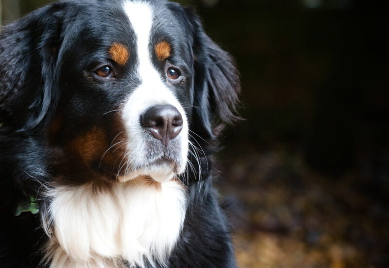 Bernese Mountain Dog Traits & Facts | Great Pet Care