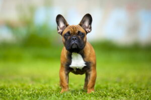 French Bulldog Personality Traits & Facts | Great Pet Care