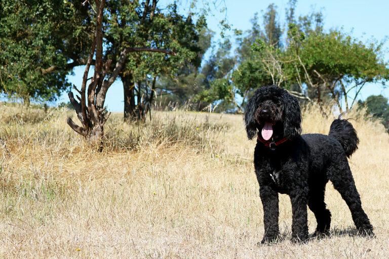 Bernedoodle Dog Personality Traits & Facts | Great Pet Care