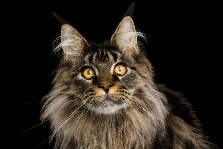Maine Coon Cat Personality Traits & Facts | Great Pet Care