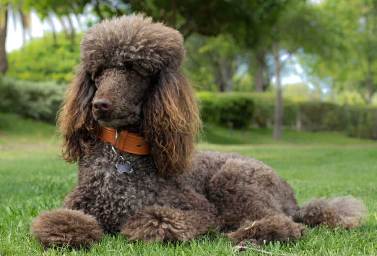 Poodle Dog Personality Traits & Facts | Great Pet Care