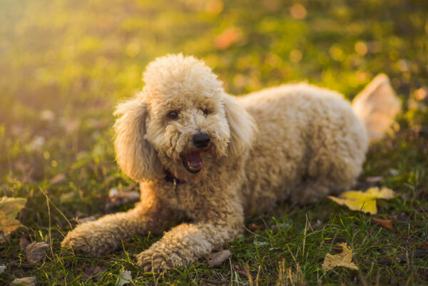 Poodle Dog Personality Traits & Facts | Great Pet Care