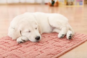 Puppy Proofing 101: Complete Guide to a Safer Home | Great Pet Care