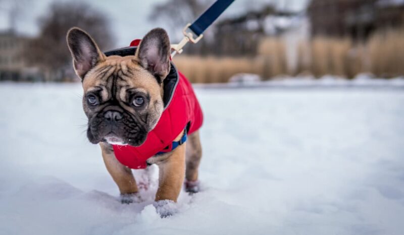 How Cold Is Too Cold for Dogs? | Great Pet Care