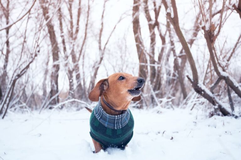 How Cold Is Too Cold for Dogs? | Great Pet Care