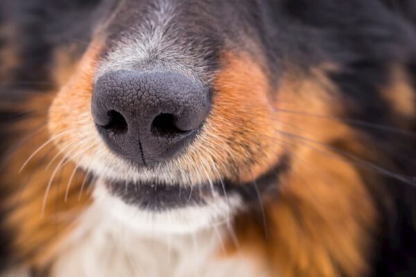 Dog Nose Facts and Common Problems | Great Pet Care