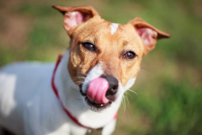 Dog Nose Facts and Common Problems | Great Pet Care