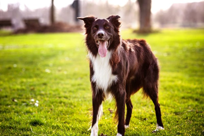 Healthy Coat for Dogs: 8 Tips and Tricks to Try | Great Pet Care