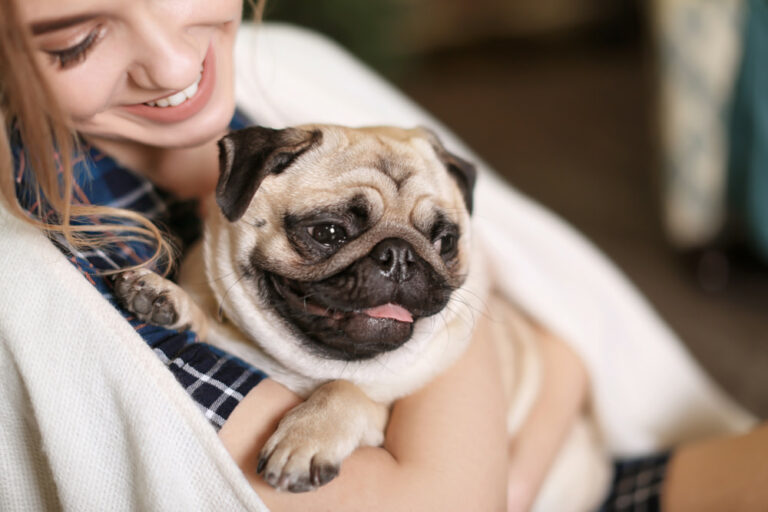 Pug Dog/Puppy Personality Traits & Facts | Great Pet Care