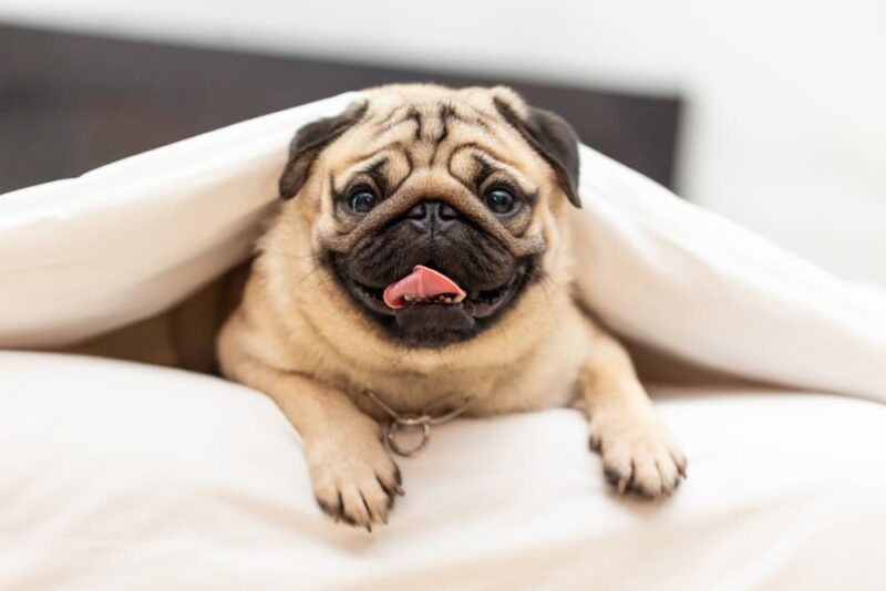 Pug Dog/Puppy Personality Traits & Facts | Great Pet Care