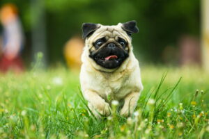 Pug Dog/Puppy Personality Traits & Facts | Great Pet Care