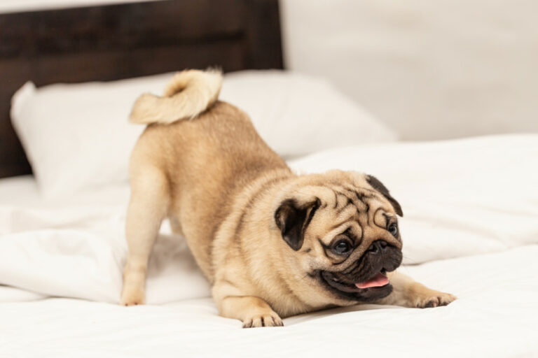 Pug Dog/Puppy Personality Traits & Facts | Great Pet Care