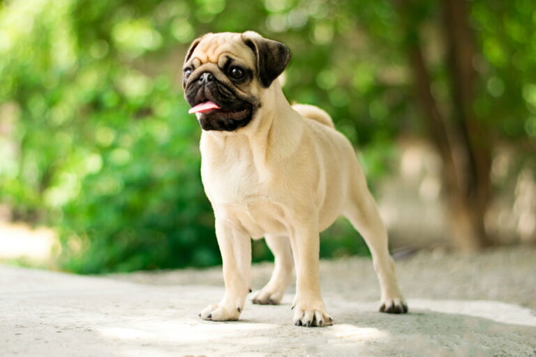 Pug Dog/Puppy Personality Traits & Facts | Great Pet Care
