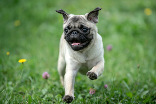 Pug Dog/Puppy Personality Traits & Facts | Great Pet Care