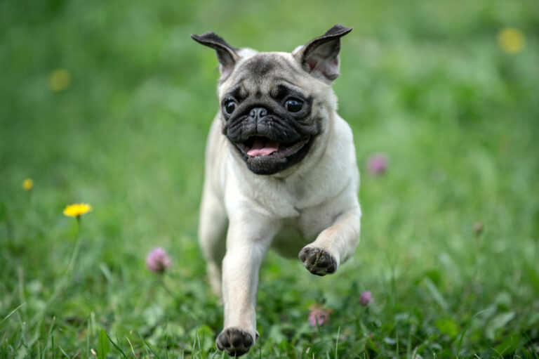 Pug Dog/Puppy Personality Traits & Facts | Great Pet Care