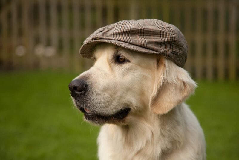 100 Old Man Names For Dogs Great Pet Care